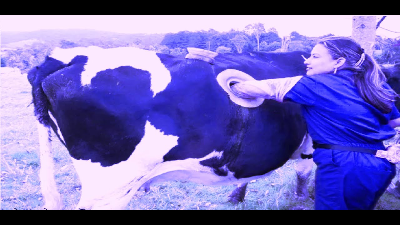Why Do These Cows Have Holes Drilled Into Their Sides? What is ...