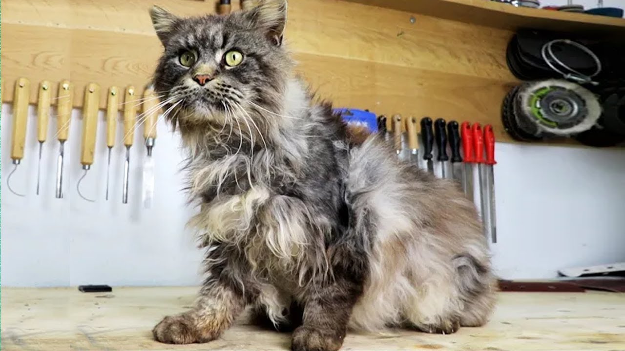 Unexpected Rescue and Restoration - REAL CAT - YouTube