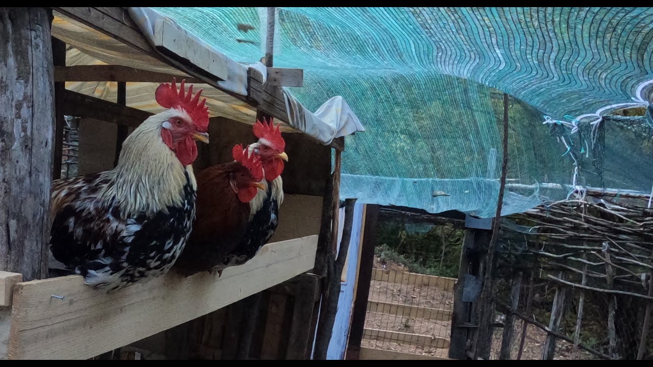 Chickens farm 100 #7 roosters crowing.... contest #chickens farm 100 ...
