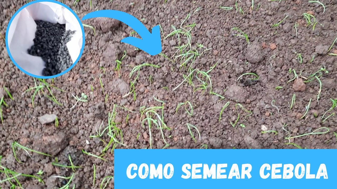 Como semear cebola - YouTube