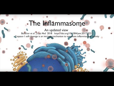 The inflammasome signalling pathway updated - YouTube