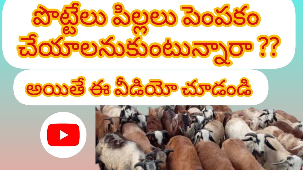 పొట్టేలు పిల్లల పెంపకం, తీసుకోవాల్సిన జగ్రత్తలేమిటి?? pottelu pillala ...
