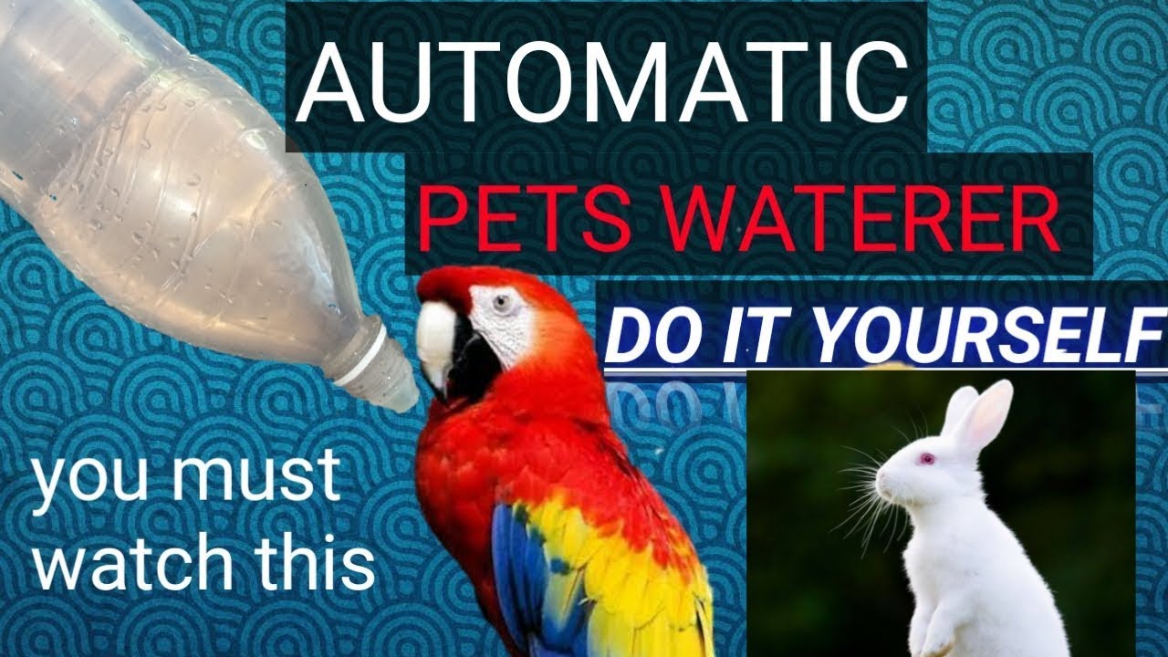 Rabbit Diy Drinking Water Tutorial - YouTube