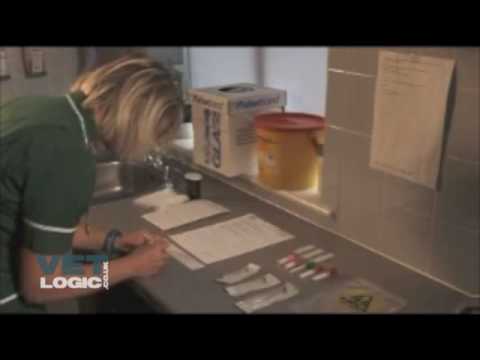 Packing a blood sample: outside laboratory - YouTube