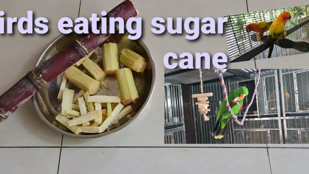 Birds eating sugar cane - YouTube