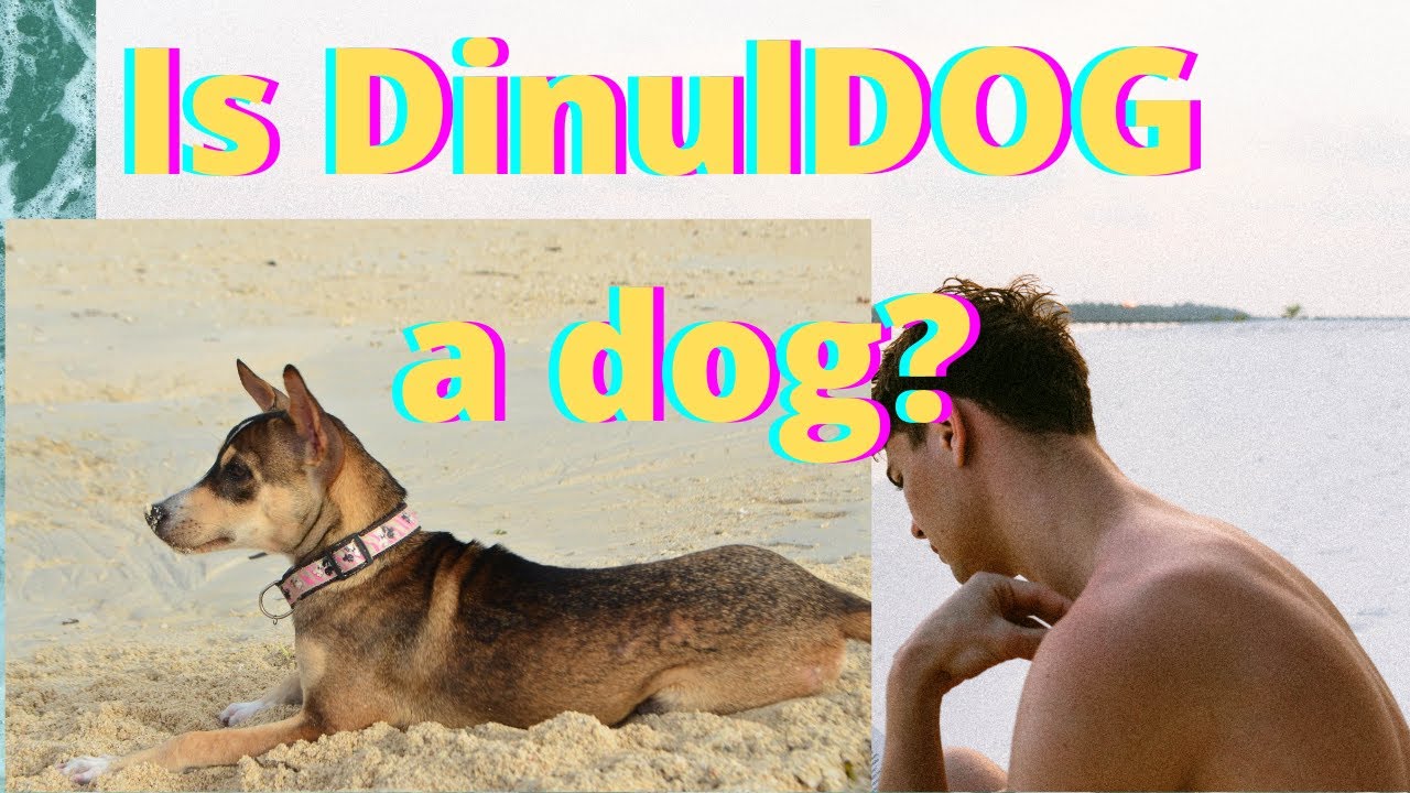 What is Dinuldog?|| Learn something new today - YouTube