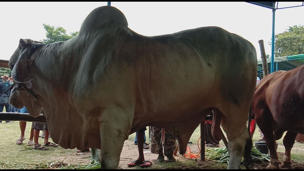 kaget sapi gak permnah di kombor Ikut Kontes Sapi Rembang - YouTube