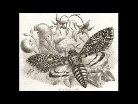 Piano Magic : Revolving Moth Cage - YouTube