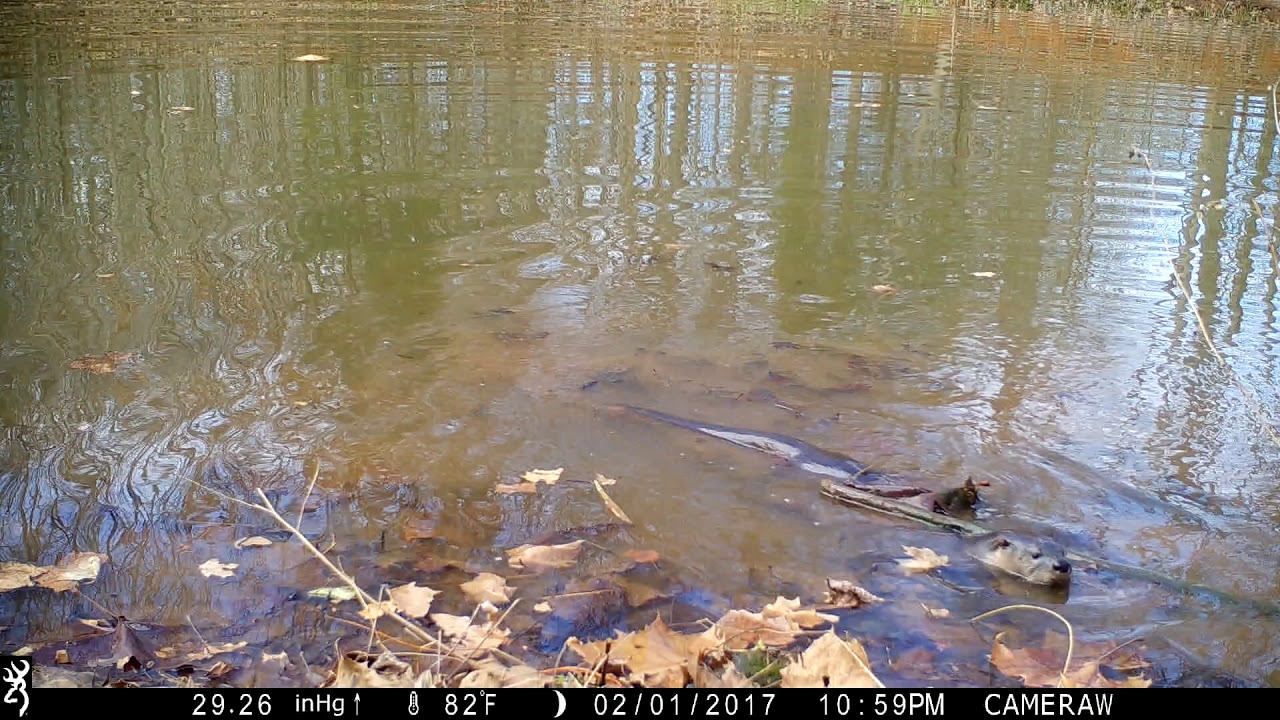 River otter eating a frog - YouTube