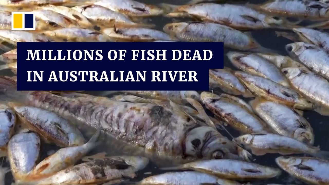 Millions of dead fish clog Australian river as floods recede, cutting ...