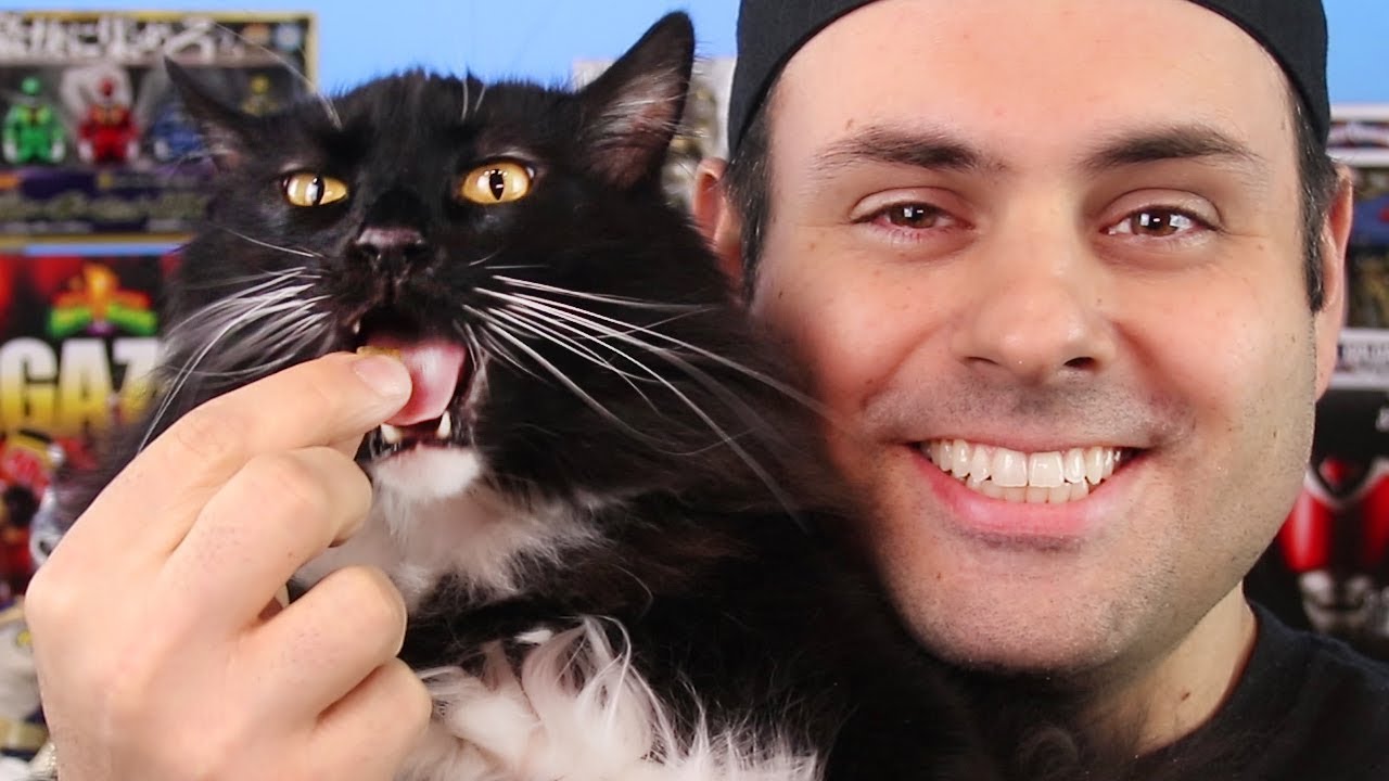 Crazy Dabbing Cat & PR Follow Up (1.22.19 Vlog 488) - YouTube