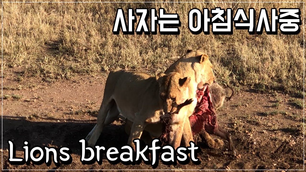 9. Lions Breakfast | OMG! Simba Eats Pumba | 사자는 아침식사중 | 동심파괴! 품바를 먹고 ...