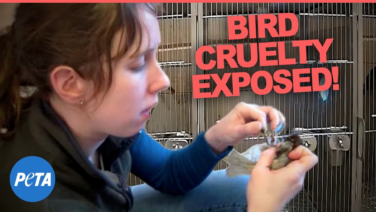 Secret Bird Experiments EXPOSED! The Traumatized Bird 43 Seconds In ...