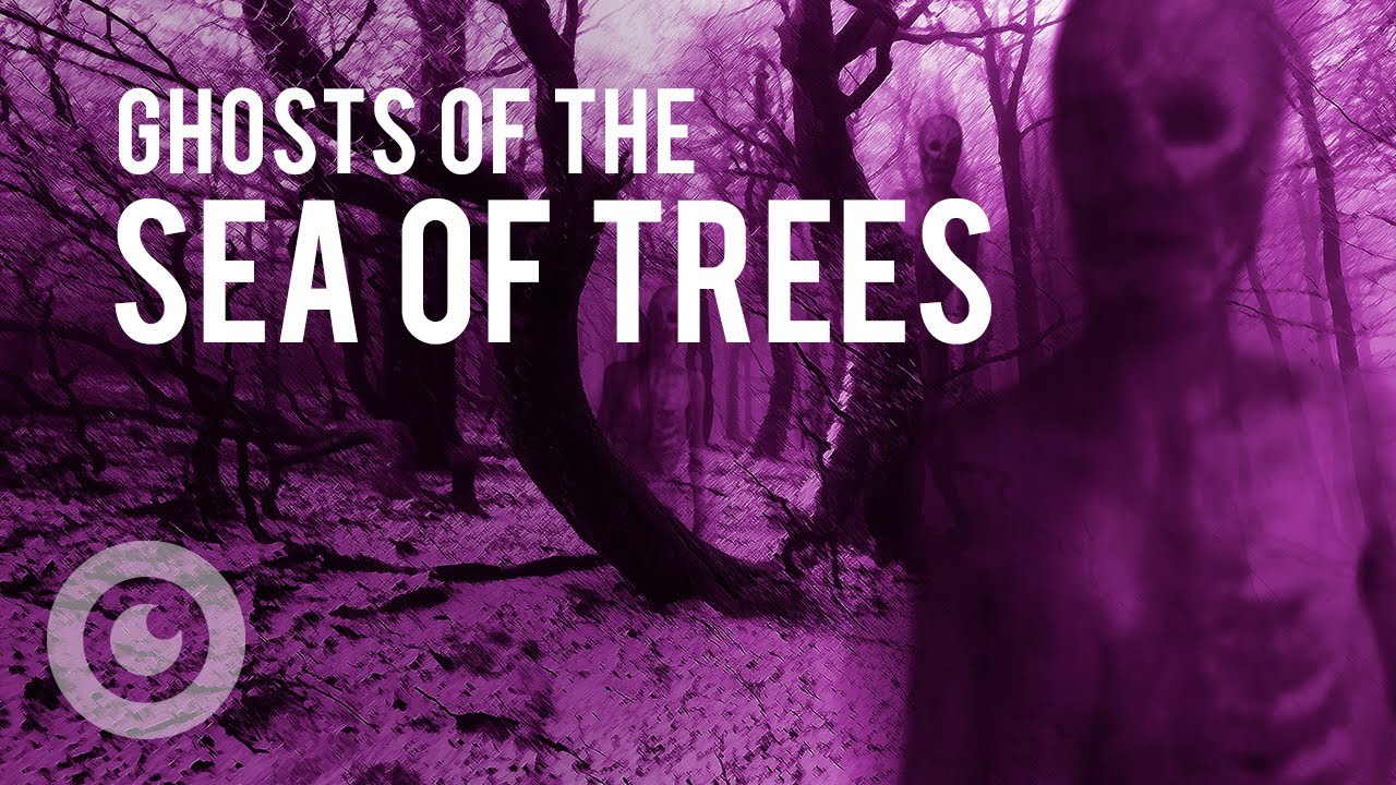 Suicide Forest Japan | Sea of Trees Ghost & Paranormal Story - YouTube