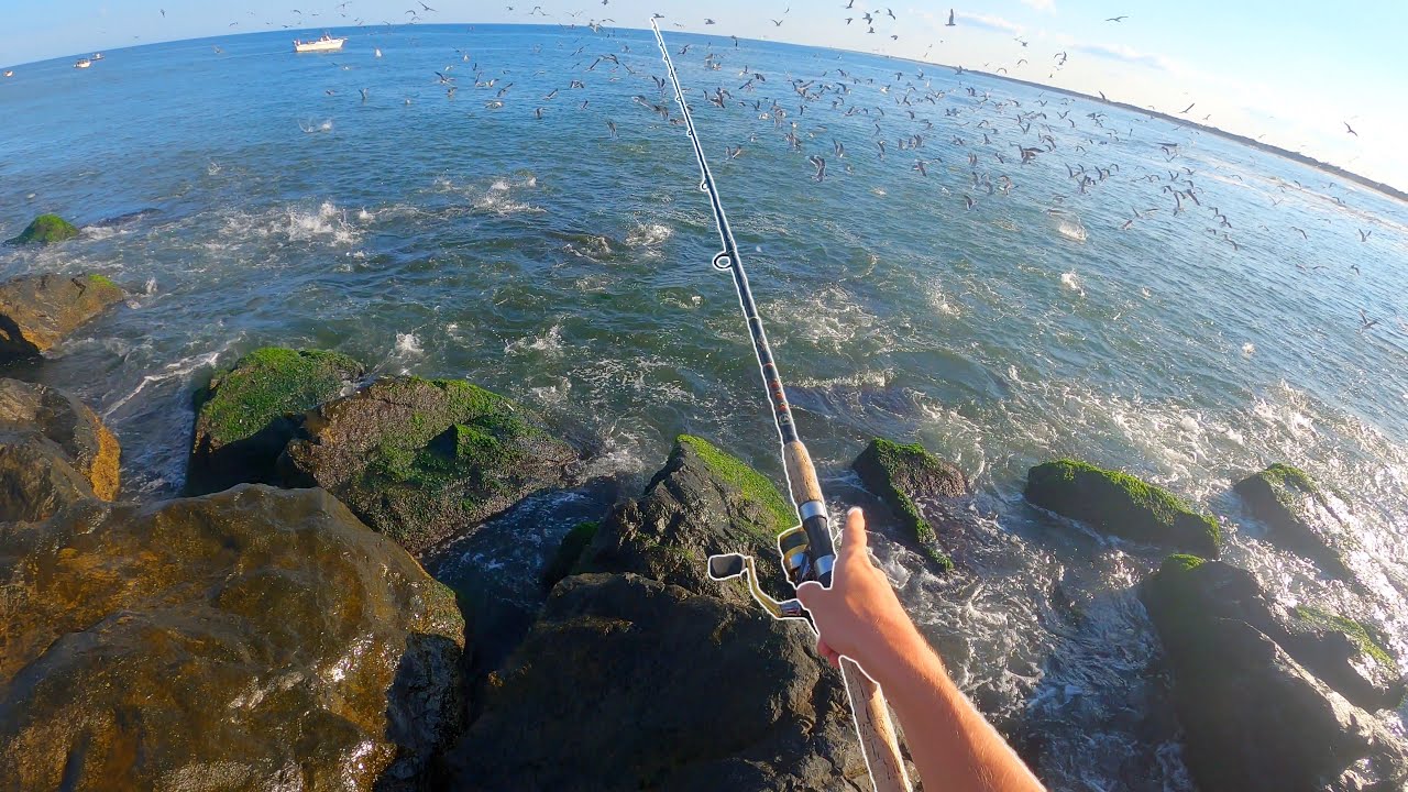 SUMMER BLUEFISH MAYHEM! (surf bluefish blitz) - YouTube