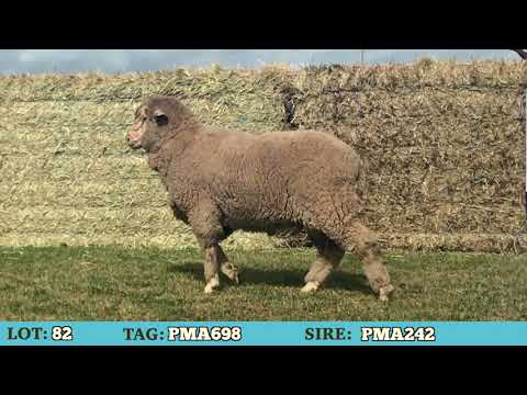 Lot 82 Old Ashrose 2021 On Property Rams - YouTube