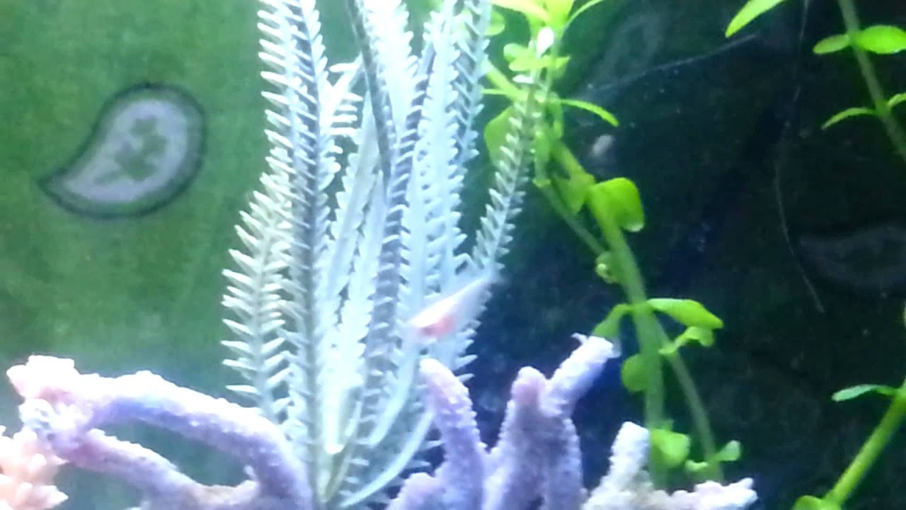 Baby Glofish Fry and Guppy Fry - YouTube