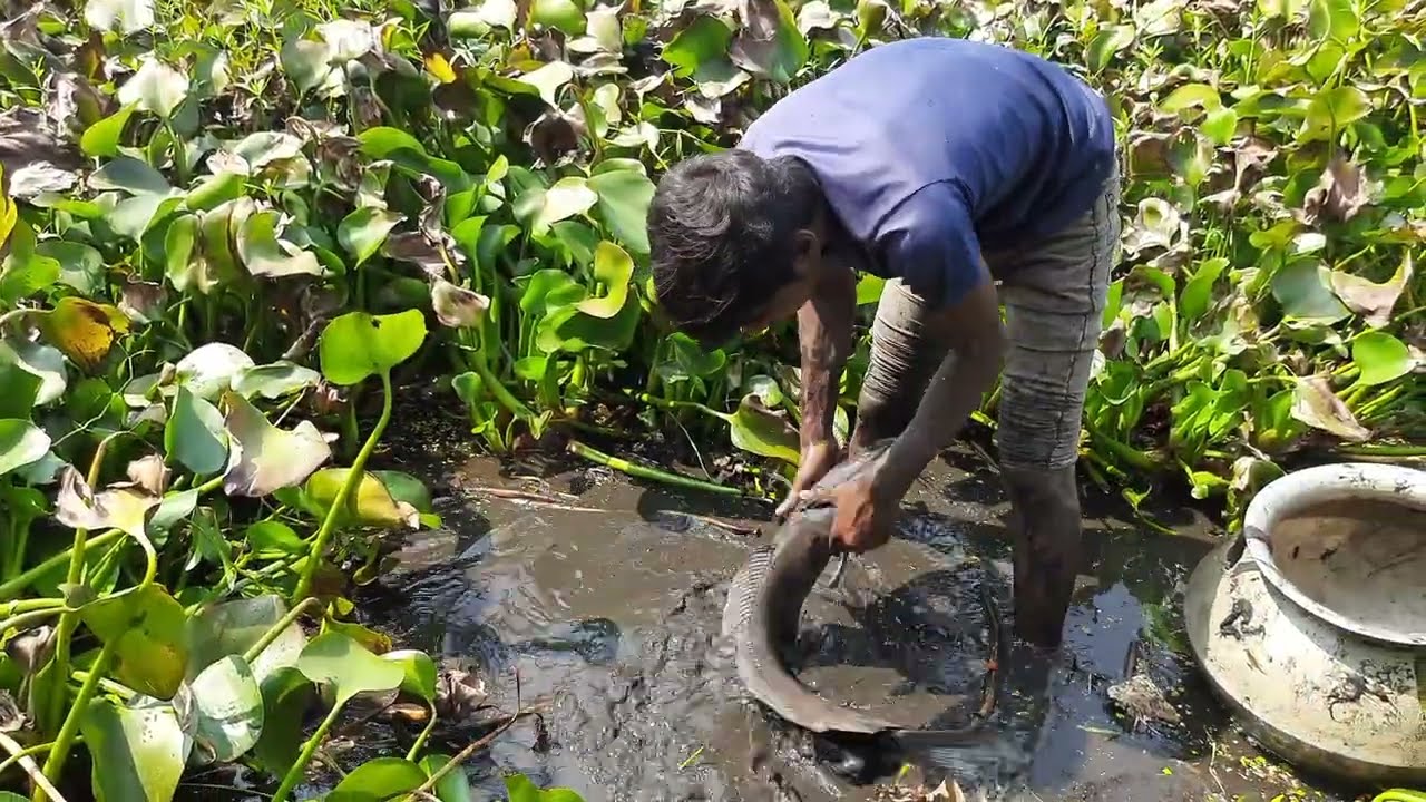 Amazing Hand Fishing Video. Unique Boy Catching Big Catfish By Removes ...