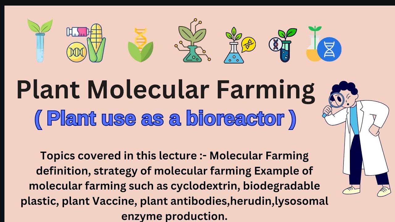 Plant molecular farming/ pharming from transgenic plant | plant use as ...
