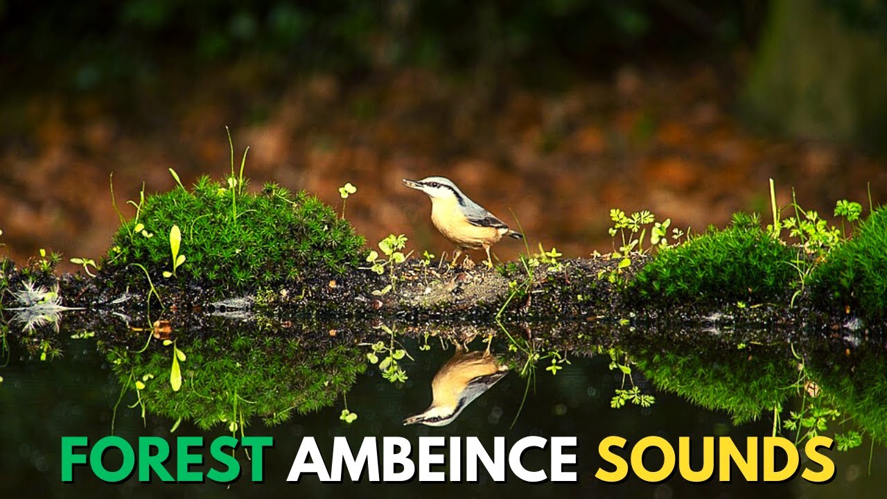 1 Hour Nature & Forest Ambience Sounds For Relaxation - Sounds From ...