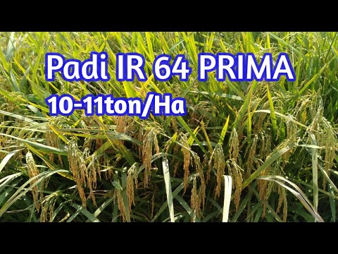 padi IR 64 PRIMA || gegerkan warga||para petani minat untuk bibit - YouTube