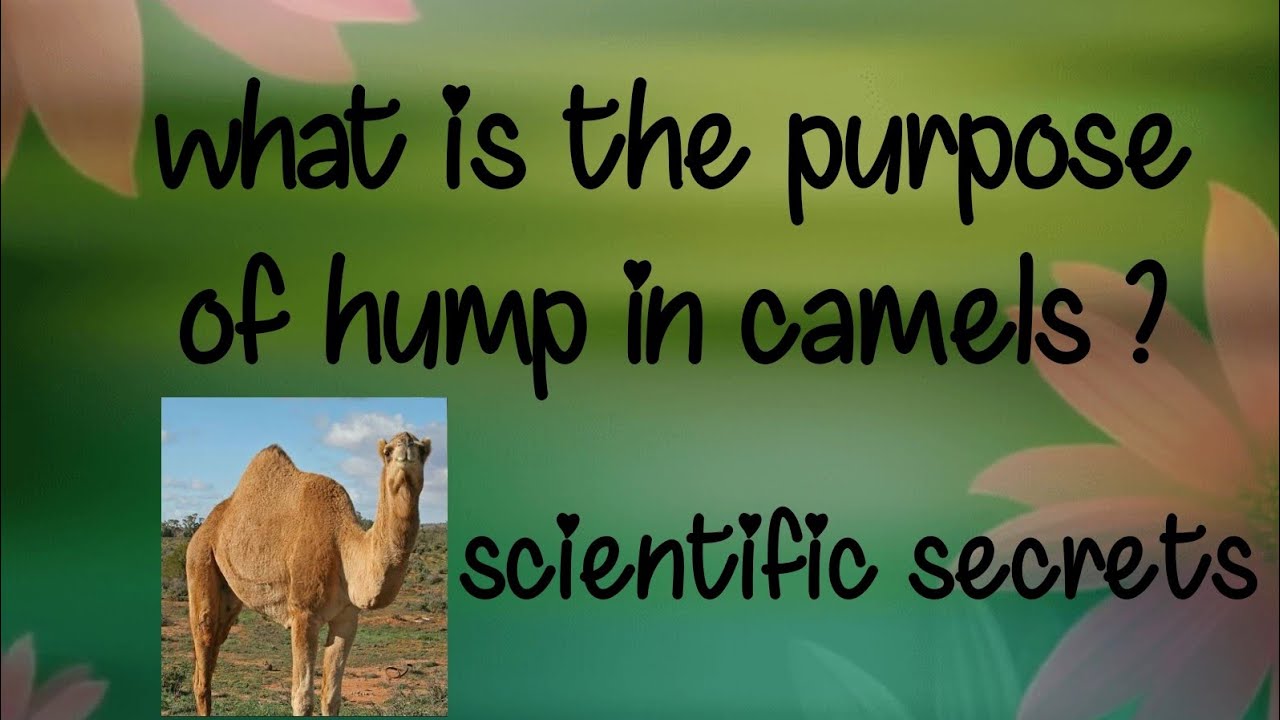 what is the purpose of the hump in camels? - YouTube