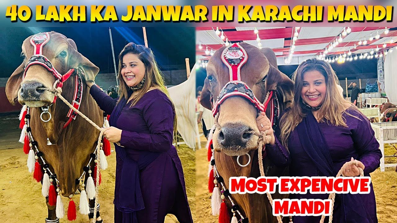 40 Lakh Ka Janwar In Karachi Mandi 😮|Most Expensive Mandi 😰 - YouTube