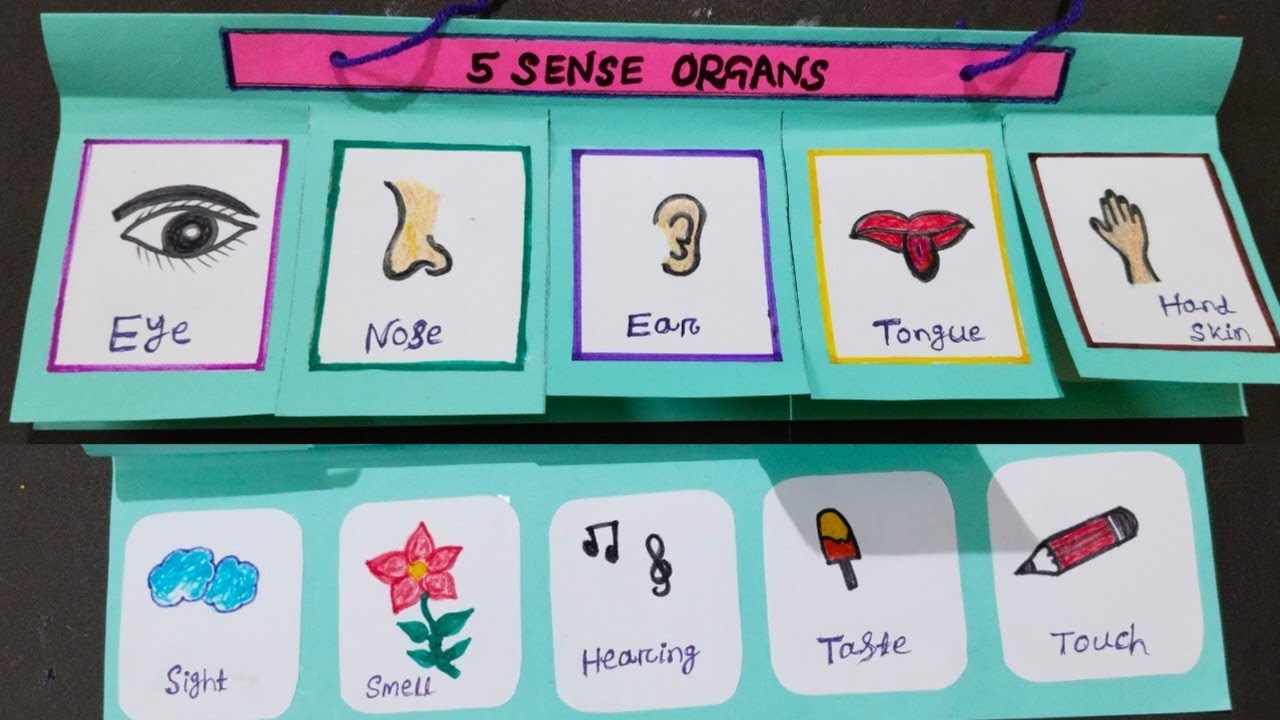 How to make five sense organs/sense organs working model for school ...