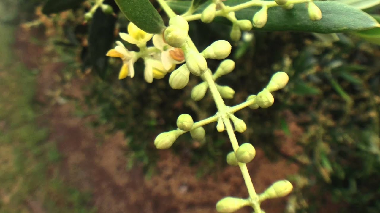 Pollination 4D4AF19B A4AE 47F6 9C1D A64659400895 - YouTube