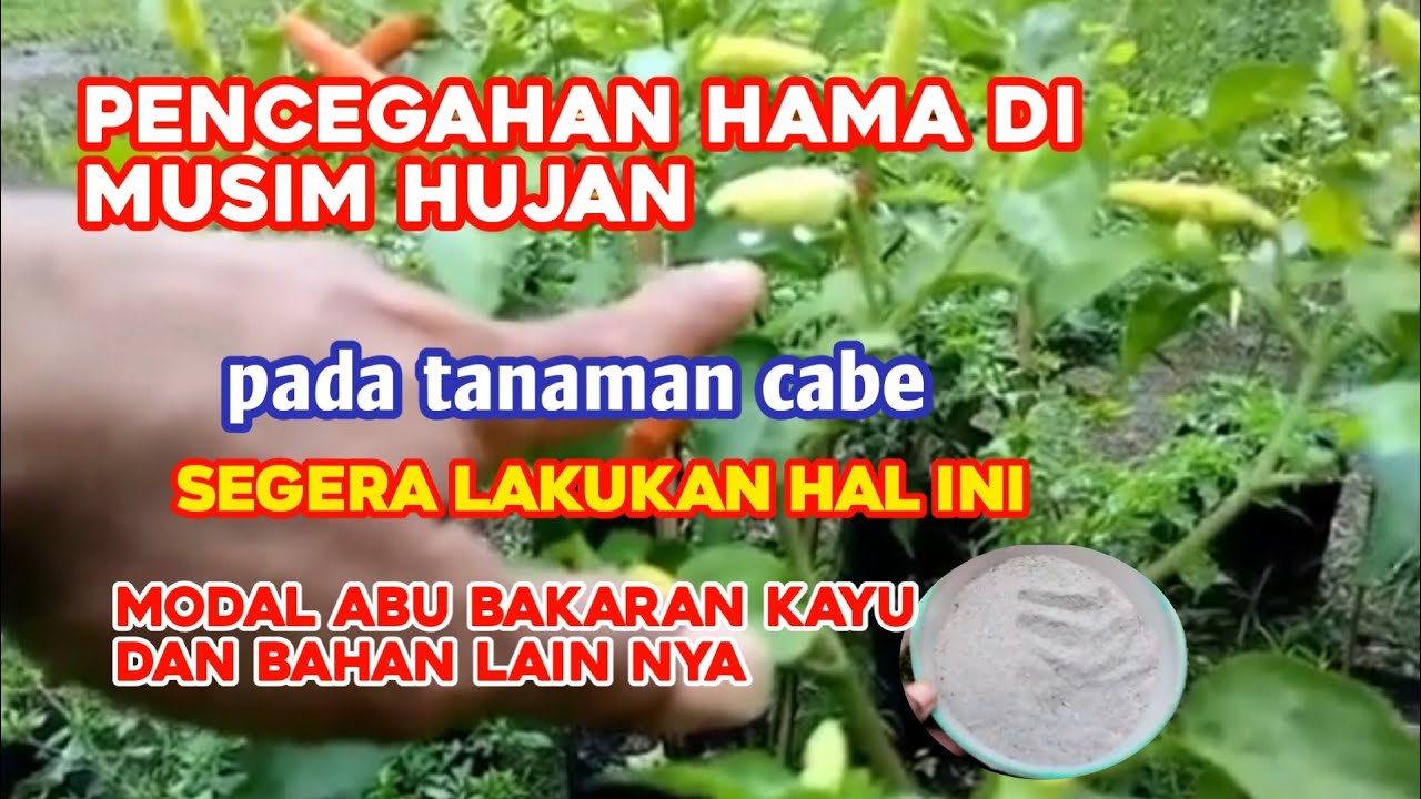 Manfaat Abu bakaran kayu di musim hujan pada tanaman cabe - YouTube