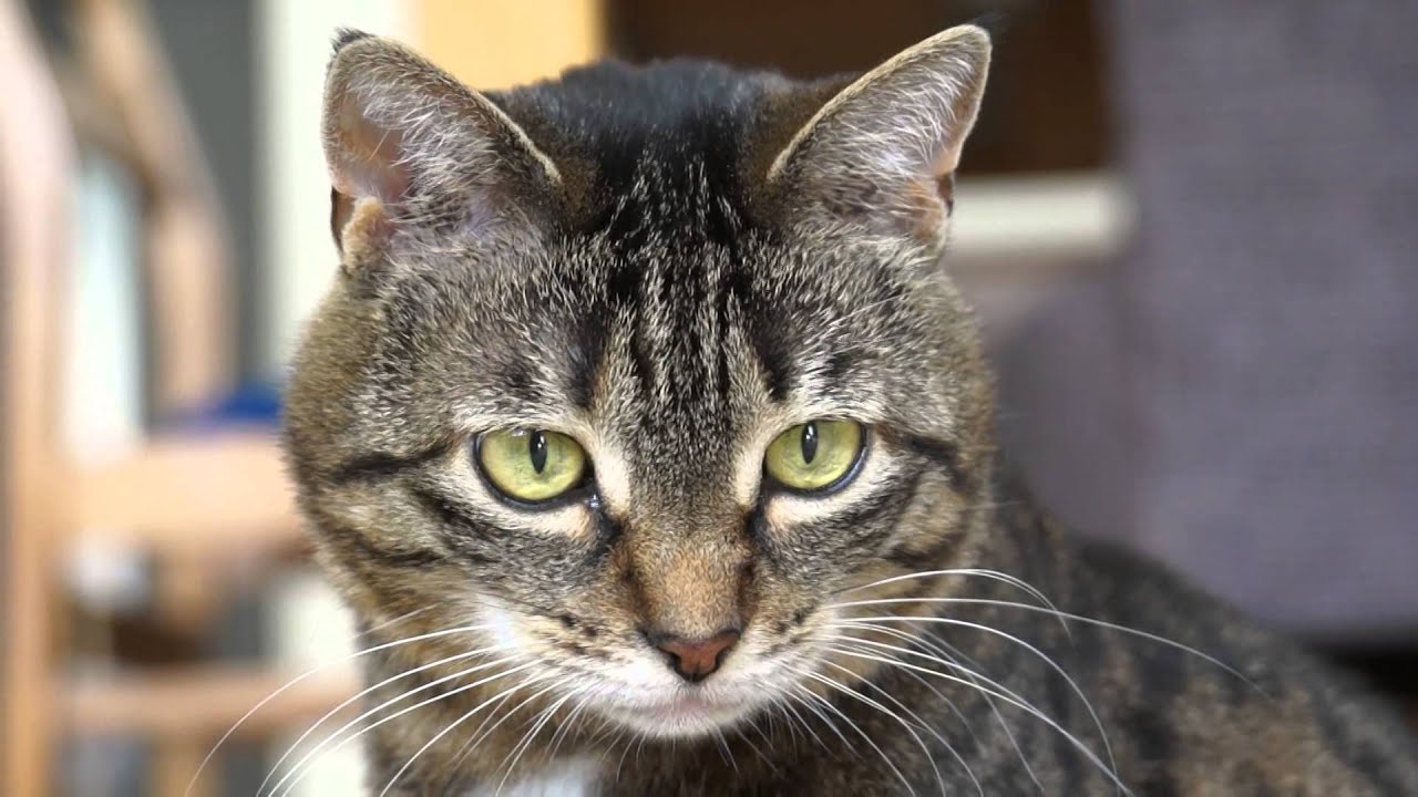 Faszination Tierwelt - Getigerte Katze - Wunder der Natur - YouTube