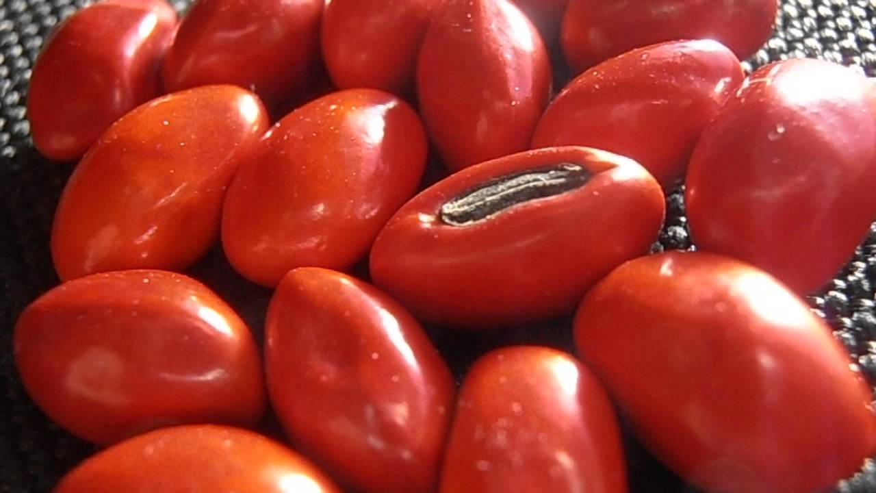 Semillas del Árbol del Coral: Erythrina lysistemon - YouTube