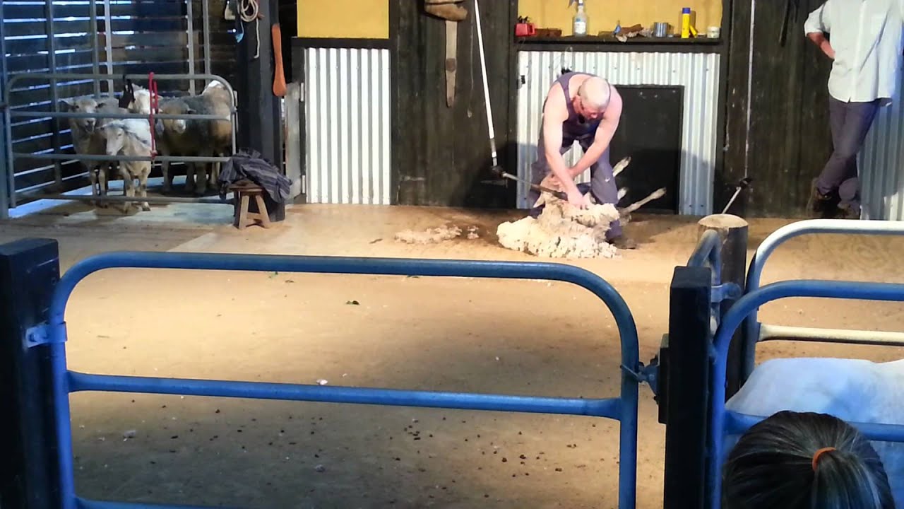 Sheep Wool Shredding - YouTube