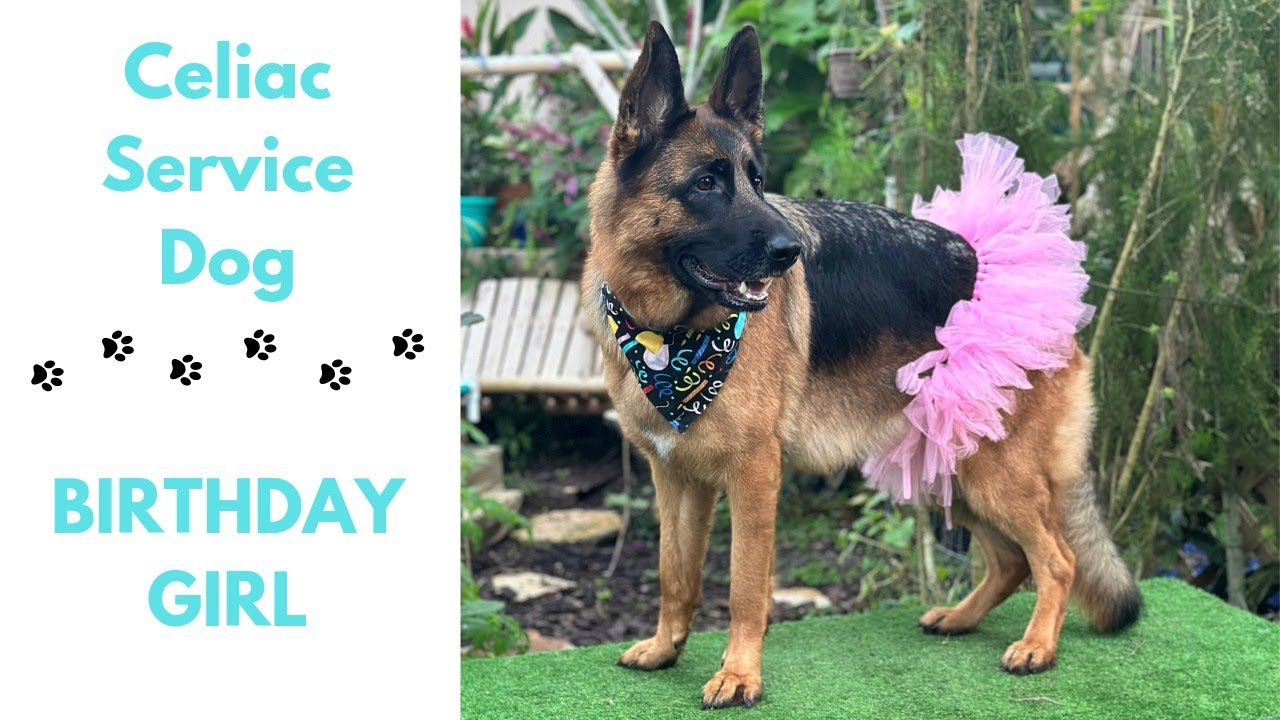 Celiac Service Dog 2nd Birthday | German Shepherd - YouTube