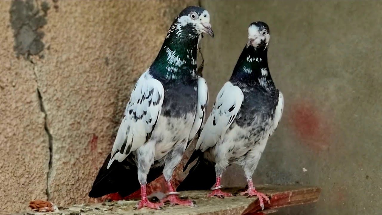 Male & Female are a copy of one another | Salara Teddy Pigeon - YouTube