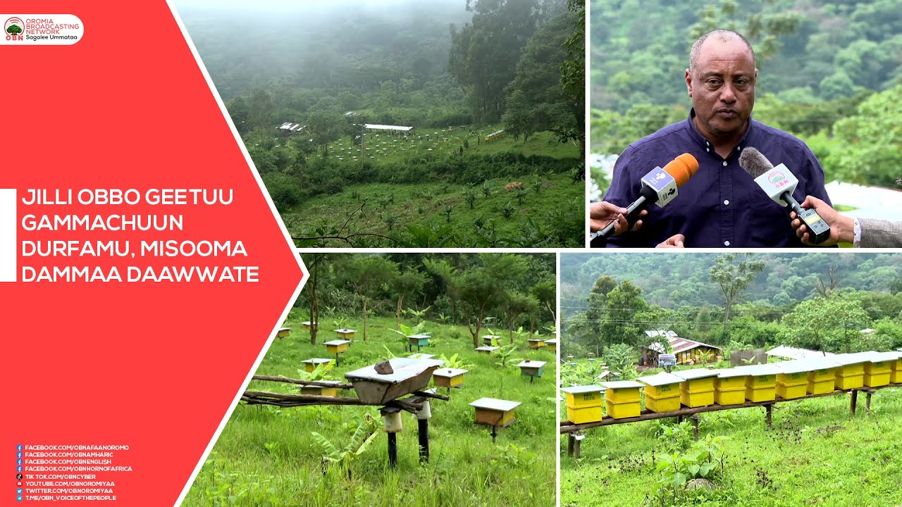 Jilli Obbo Geetuu Gammachuun durfamu, misooma Dammaa daawwate. - YouTube