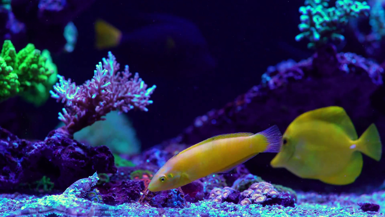 4K Macros - The Island Reef - YouTube