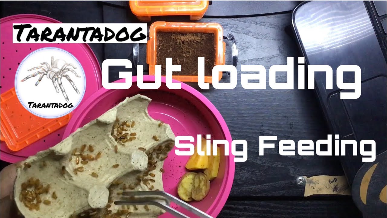 Feeders Gut Loading | Sling Feeding | Tarantula - YouTube
