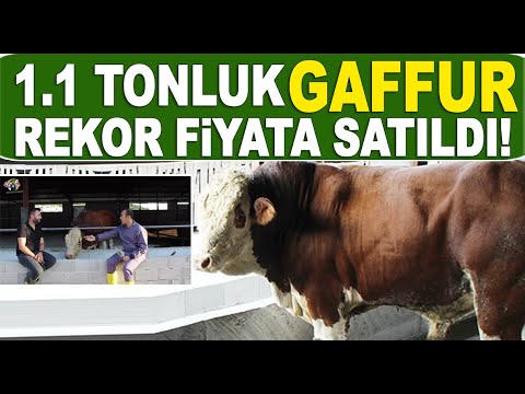 Gaffur İsimli 1.1 Tonluk Simental Dana Rekor Fiyata Satıldı! - Kurbanlık Fiyatları 2020 (Asrın Besi)