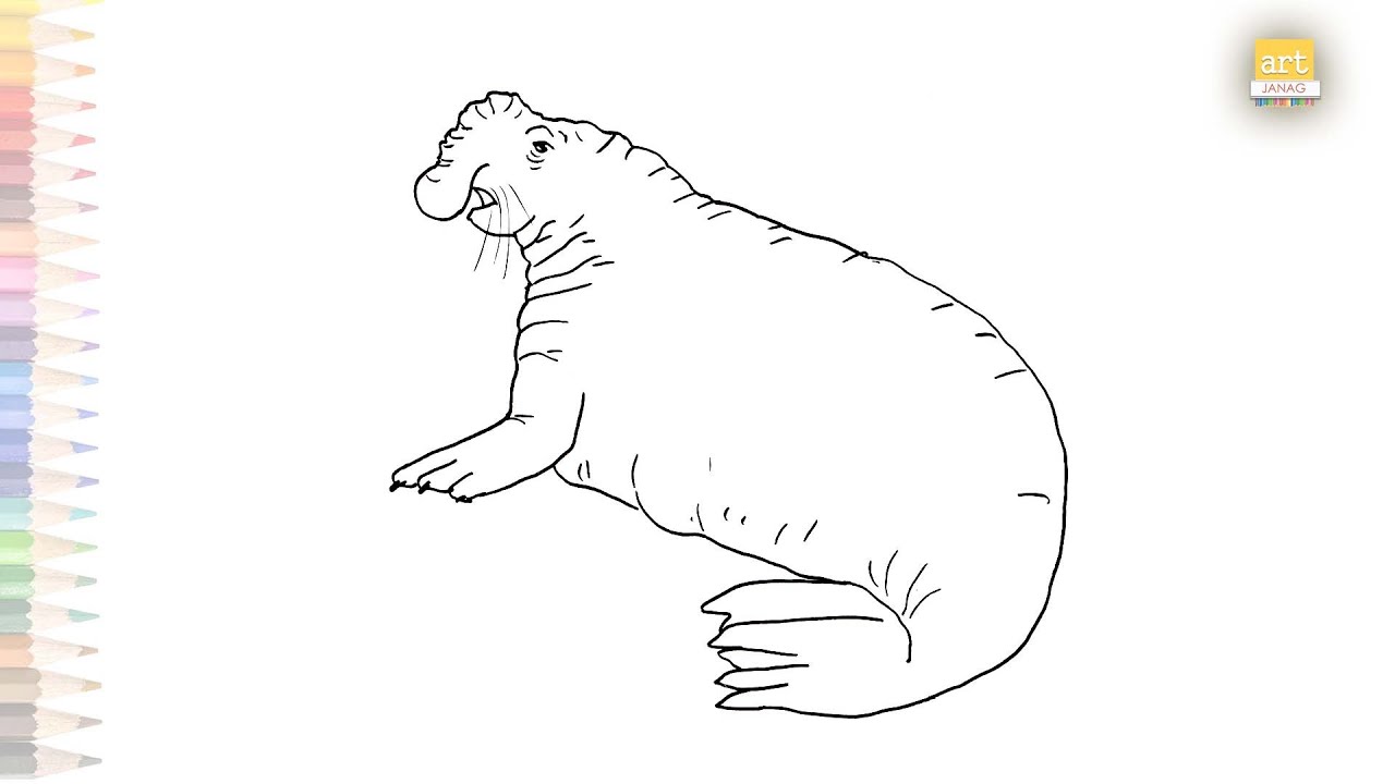 Elephant Seal drawing | How to draw an Elephant Seal step by step ...