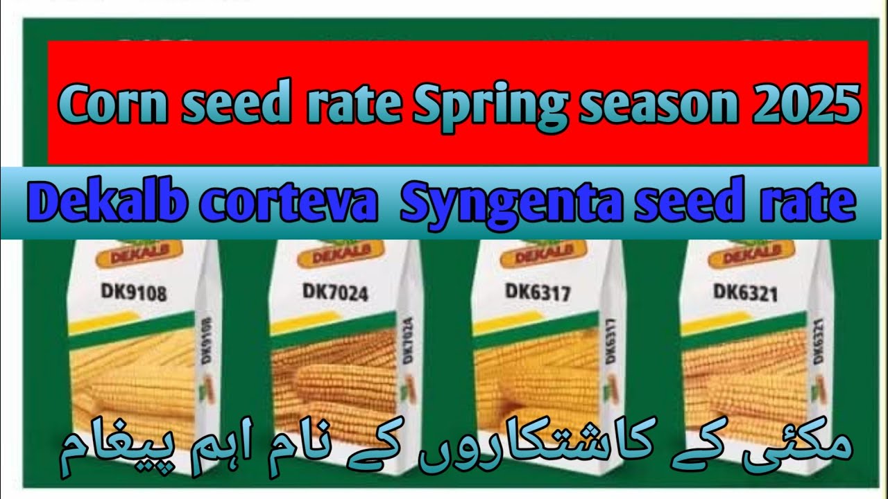 Corn seed rate Spring season 2025||Dekalb corteva Syngenta corn seed ...
