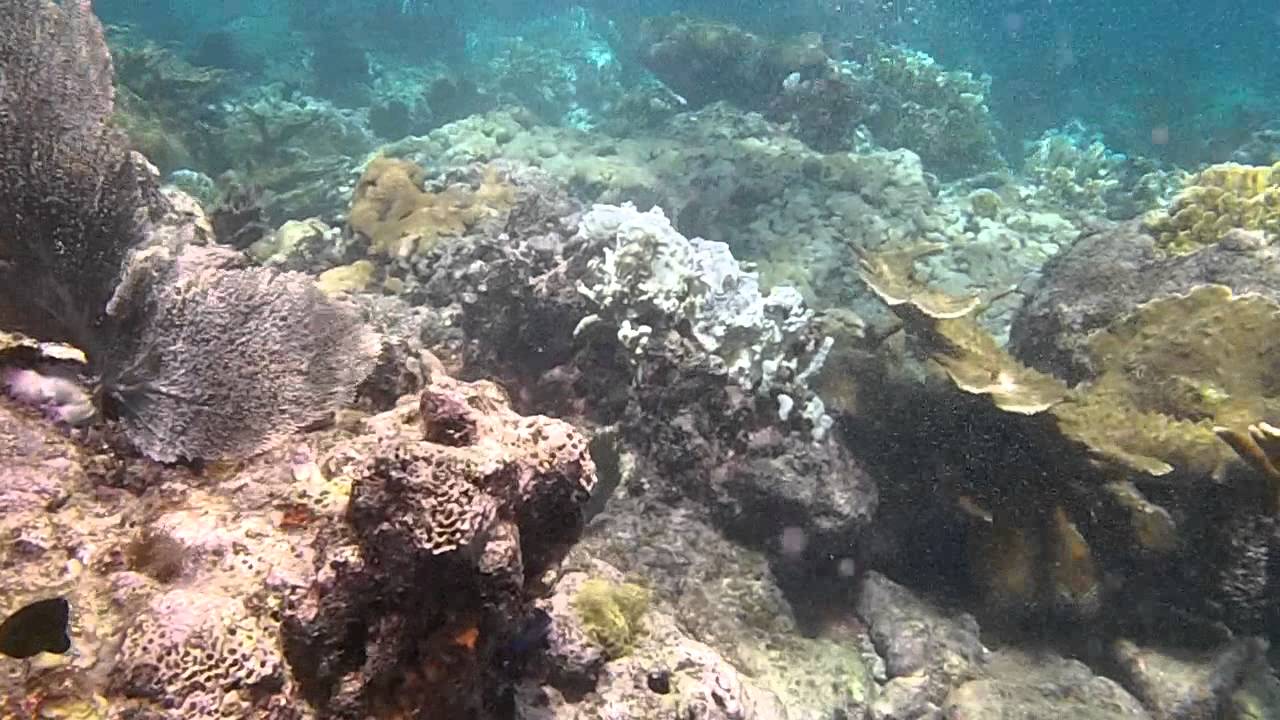 Snorkeling - Breezes Jibacoa Cuba - Sept 2011 - YouTube