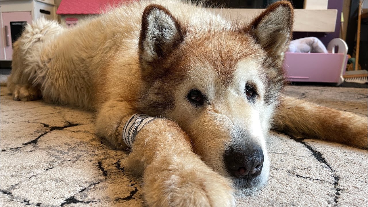 Phil's Is Still Sick! Will They Ever Find The Cure?? (Animal Hospital ...