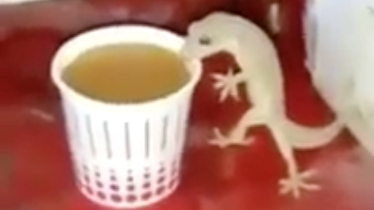 Lizard wants a cup of tea - YouTube