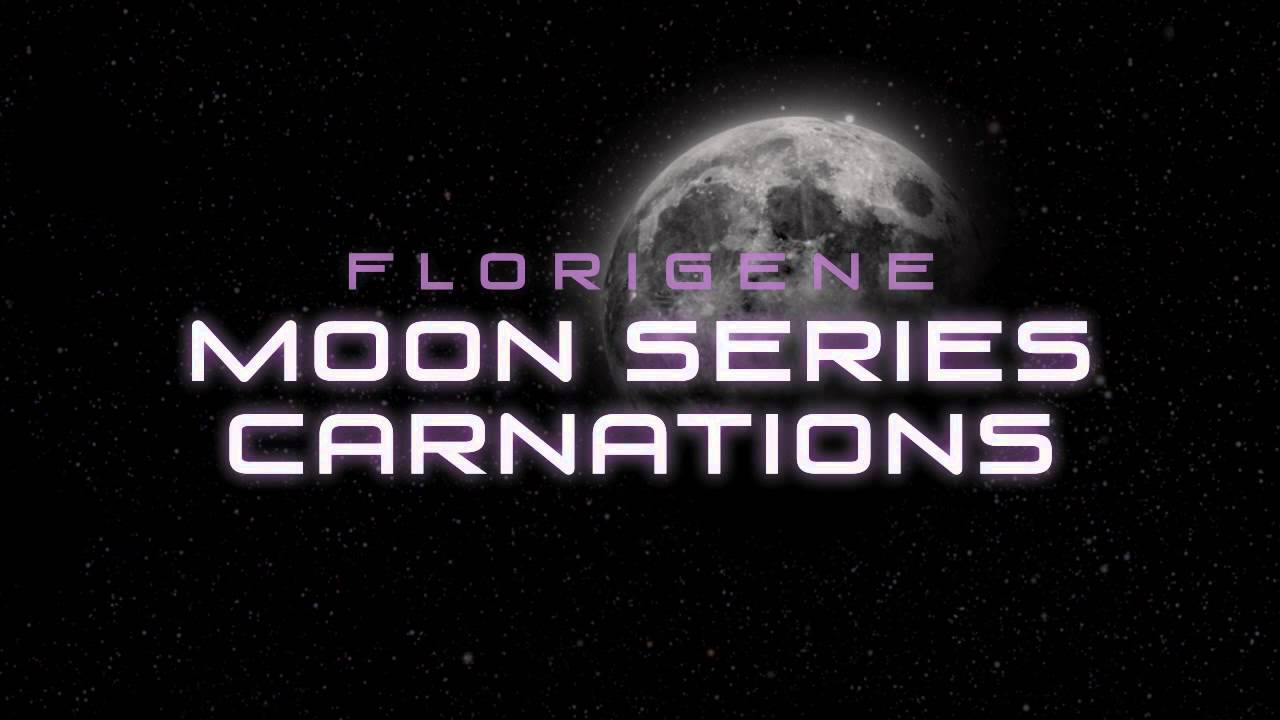 JFTV presents the Moon Series Carnations - YouTube