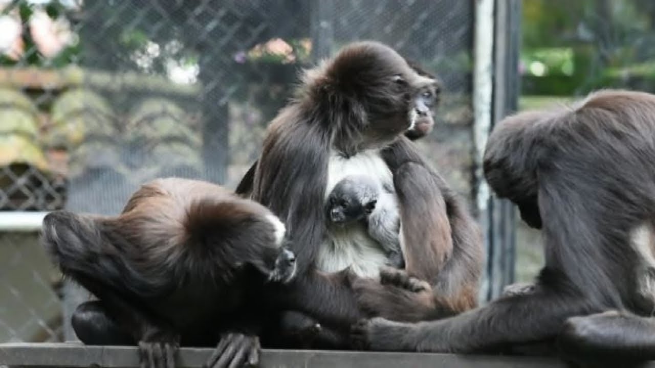 Colombia, debutta allo zoo un raro cucciolo di scimmia ragno - YouTube