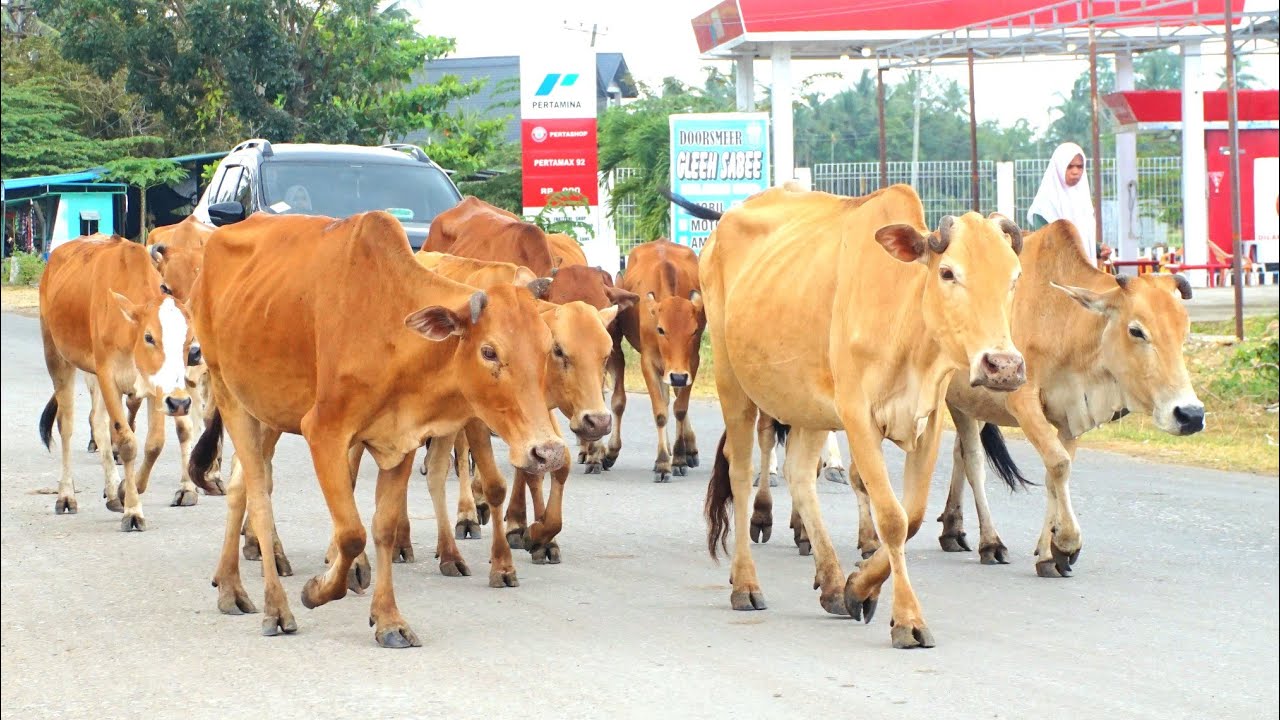 Suara sapi berkeliaran di jalan pedesaan memanggil kawanan pulang ke ...