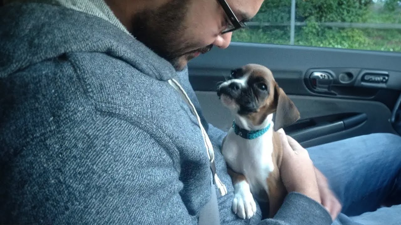 You ADOPTED A DOG from the hood 😱 Funniest Dogs 2024 - YouTube