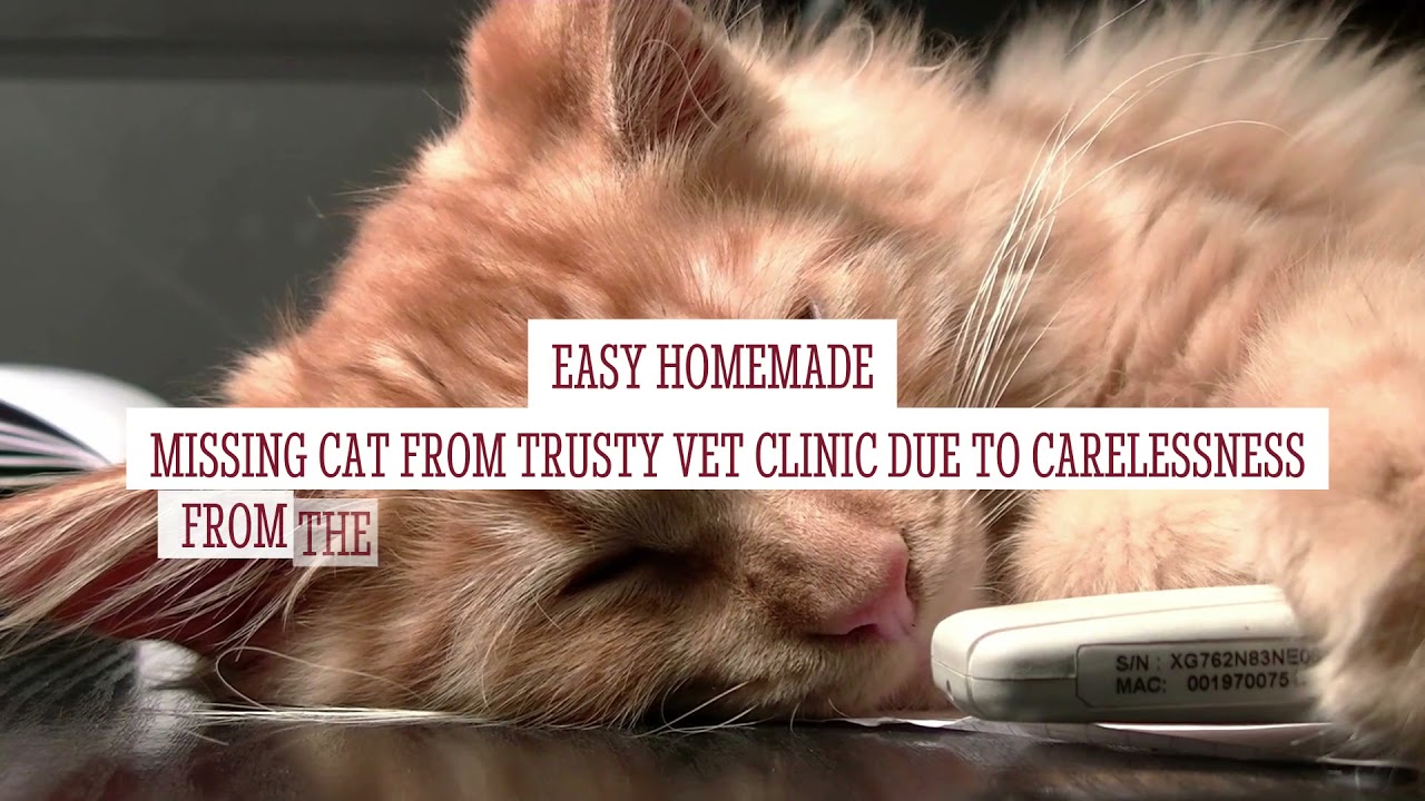 Trusty vet clinic - Fraud- Scam- Fake Google Receive --Animal cruelty ...