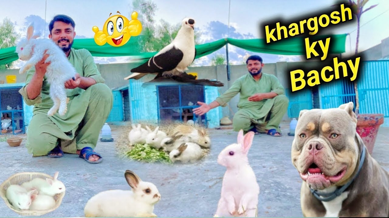Hm New Khargosh ly rhy Hain😍 ️ || Khargosh ke bacche || Rabbit Farming ...